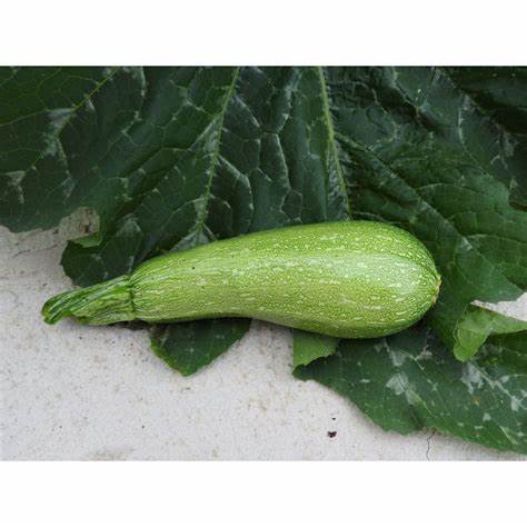 Courgette grise – Save-Plus